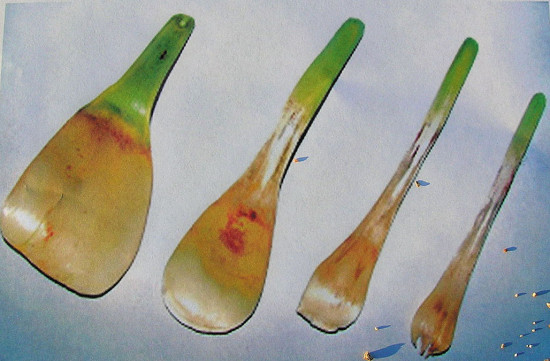 Desert Spoons served useful purposes – QuailCreekCrossing.com